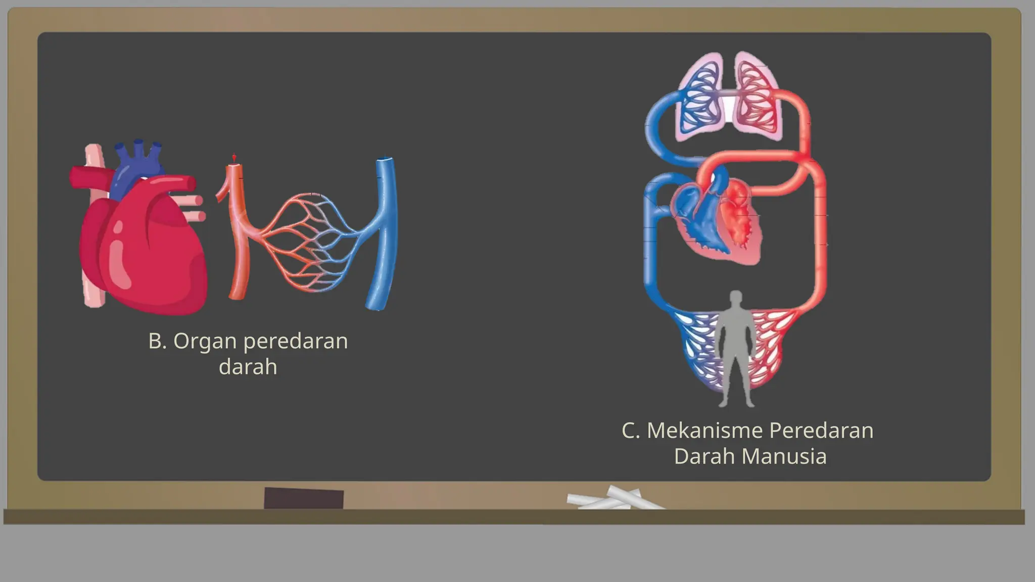 Organ dan Mekanisme Peredaran Darah.pptx
