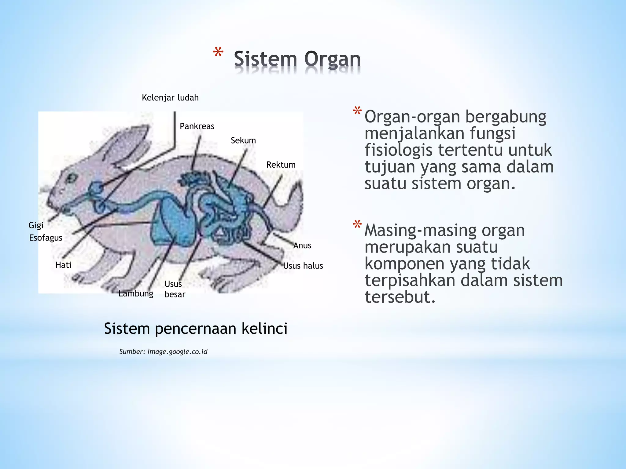 Organ dan sistem organ | PPTX