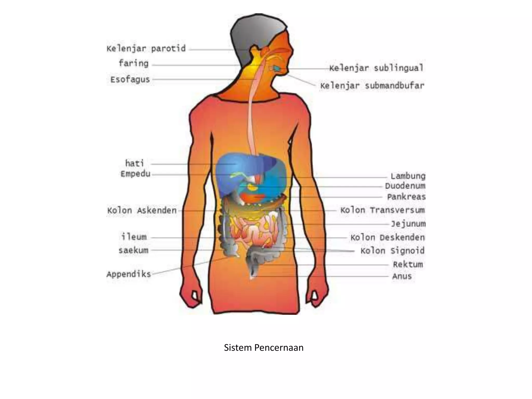 Organ dan sistem organ manusia | PPTX