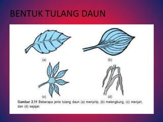 Organ daun dan bunga pada tumbuhan | PPTX