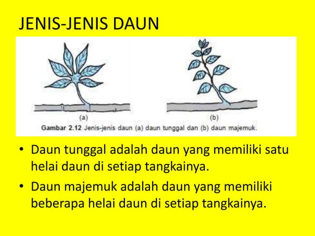 Organ daun dan bunga pada tumbuhan | PPTX