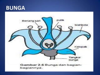 Organ daun dan bunga pada tumbuhan | PPTX