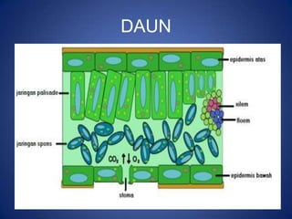 Organ daun dan bunga pada tumbuhan | PPTX
