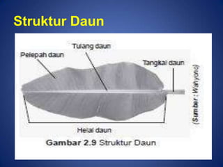 Organ daun dan bunga pada tumbuhan | PPTX
