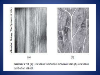 Organ daun dan bunga pada tumbuhan | PPTX
