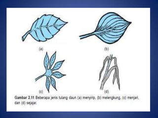 Organ daun dan bunga pada tumbuhan | PPTX