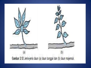 Organ daun dan bunga pada tumbuhan | PPTX