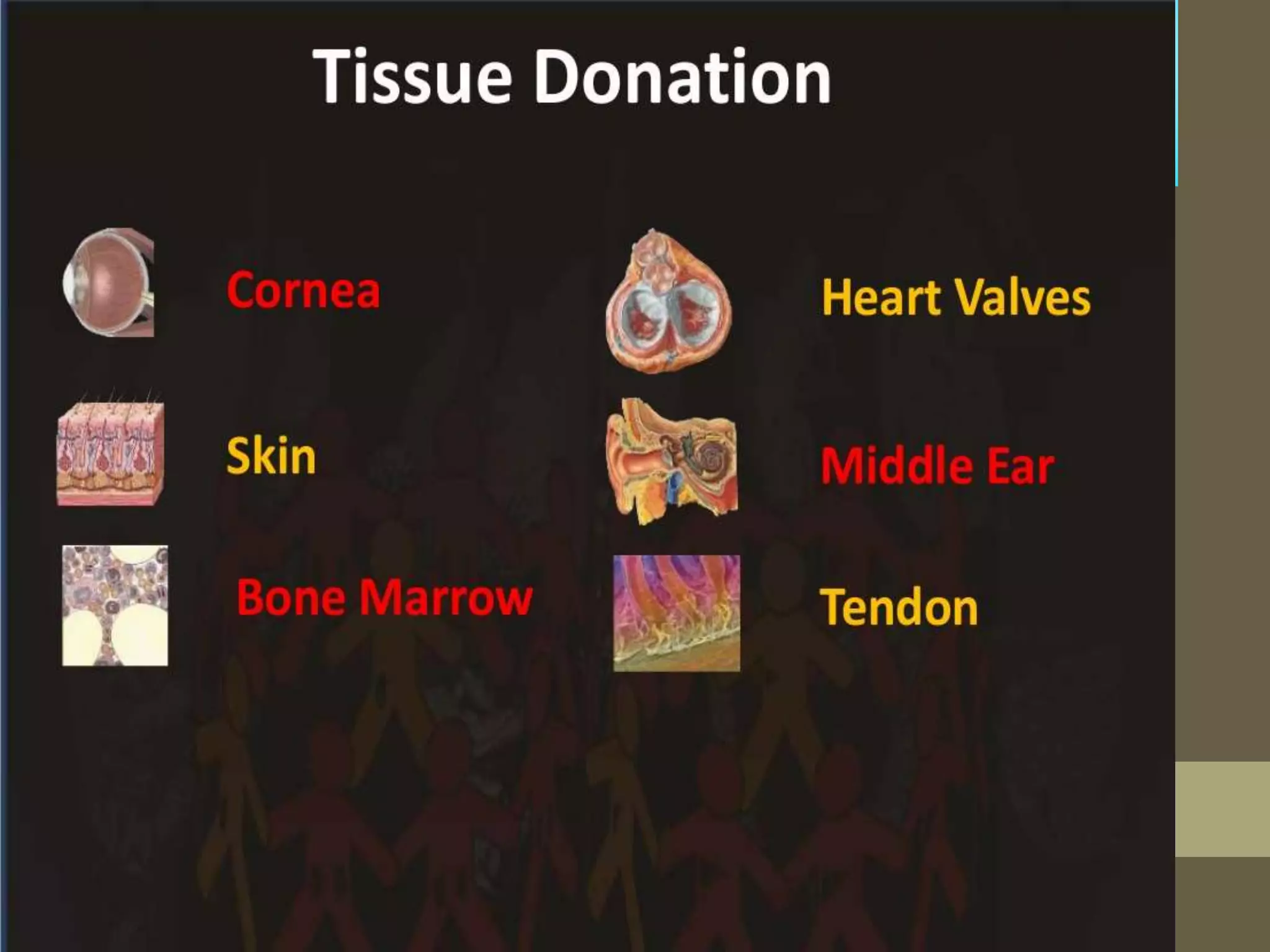 Organ donation copy | PPT