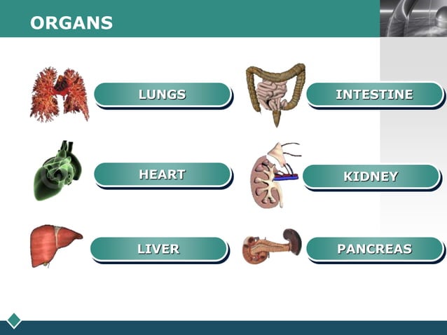 Organ Donation | PPTX | Lung and Respiratory Health | Diseases and ...