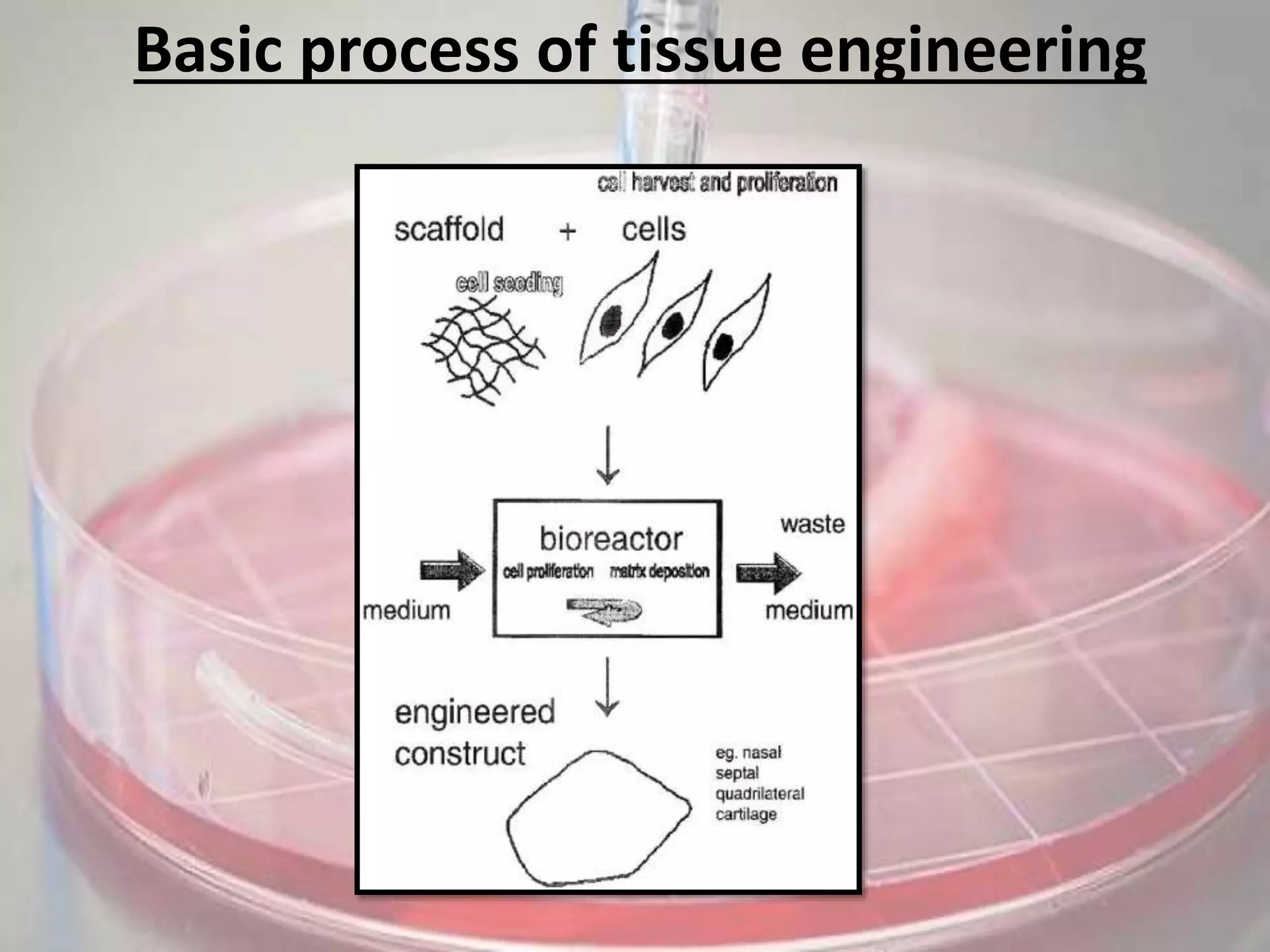 Organ and tissue engineering,examples, | PPT