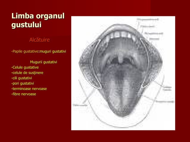 Organe De Simt | PPT