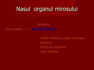 Organe De Simt | PPT