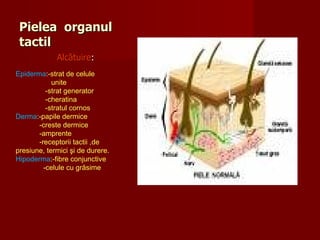 Organe De Simt | PPT