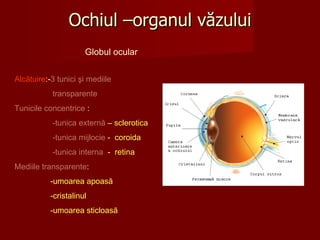 Organe De Simt | PPT