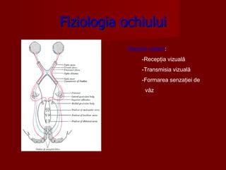 Organe De Simt | PPT