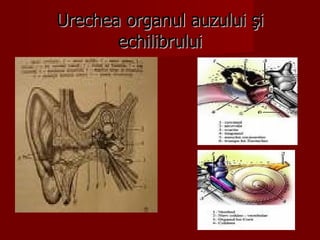 Organe De Simt | PPT