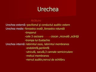 Organe De Simt | PPT