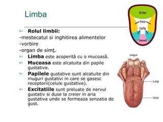 Organele de simt | PPT