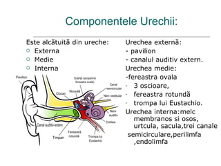Organele de simt | PPT