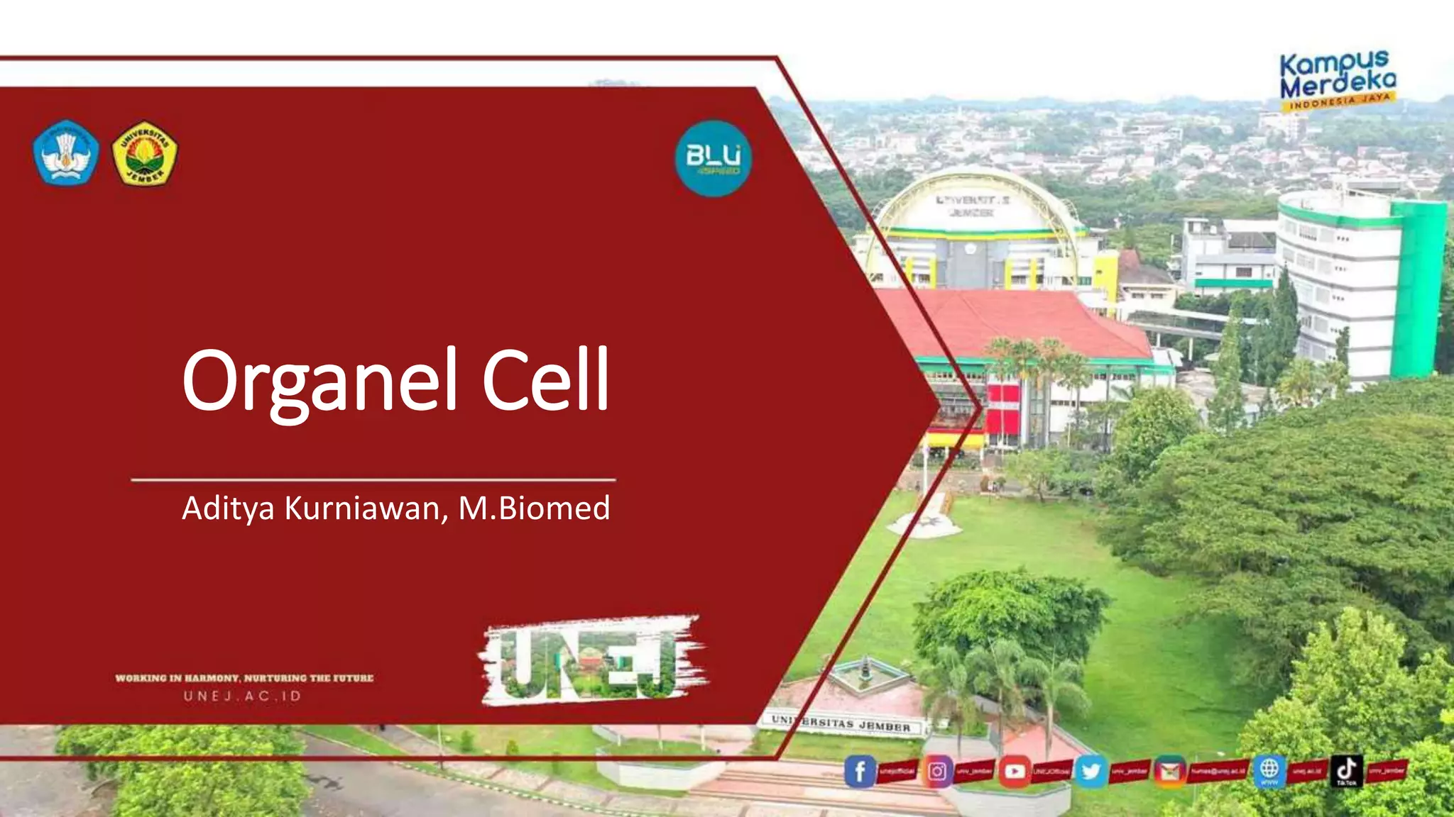 Organel Cell - Aditya.pptx