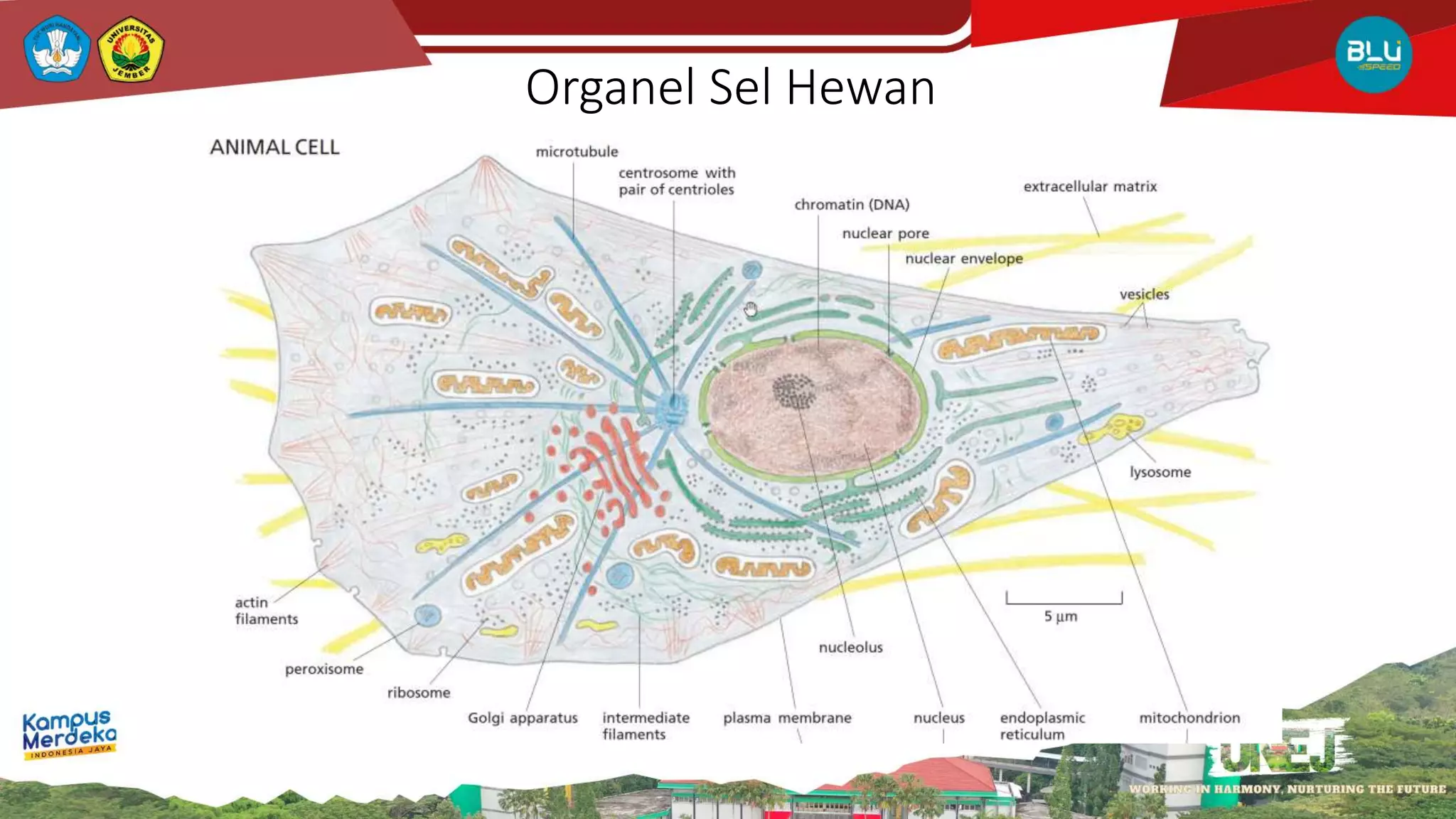 Organel Cell - Aditya.pptx