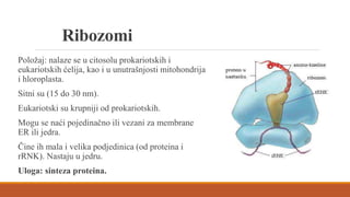 organele za sintezu proteina i lipida.pptx