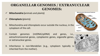 Organellar genome | PPTX