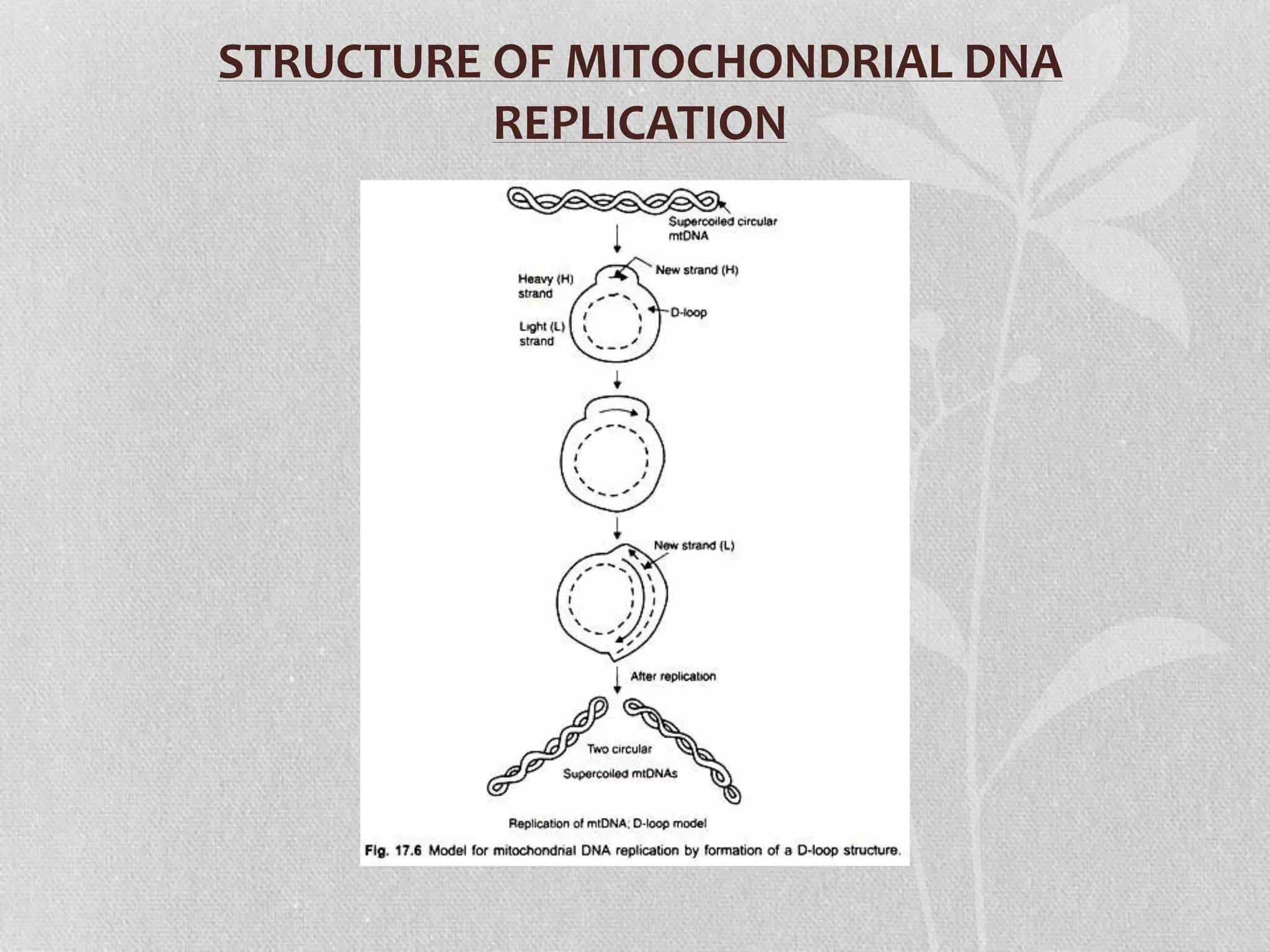 Organelle genome | PPTX