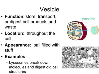 Organelle info | PPTX | Biological Sciences | Science