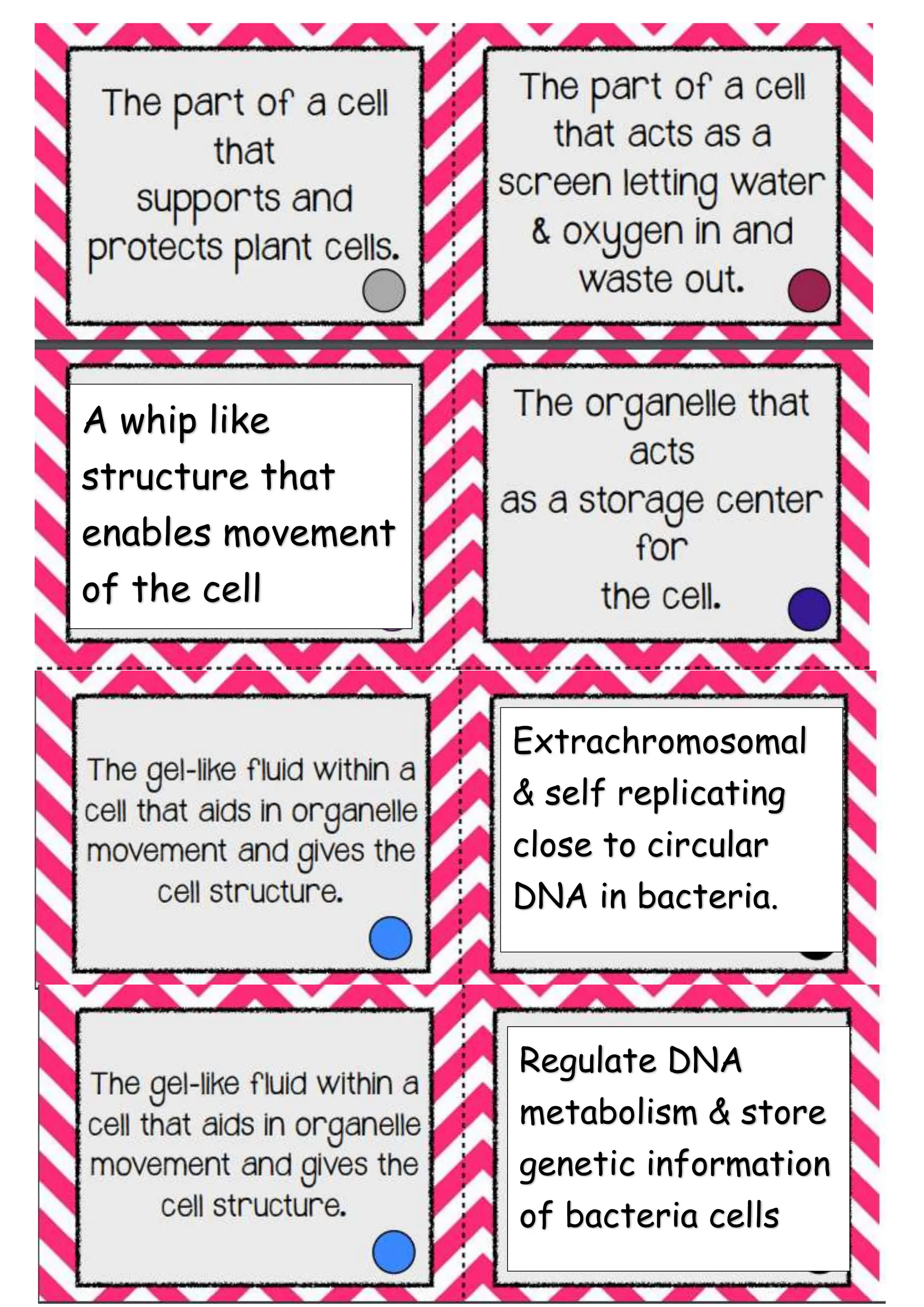 Organelle Matching Cards for igcse coordinated siences | PDF
