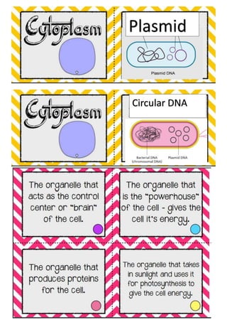 Organelle Matching Cards for igcse coordinated siences | PDF