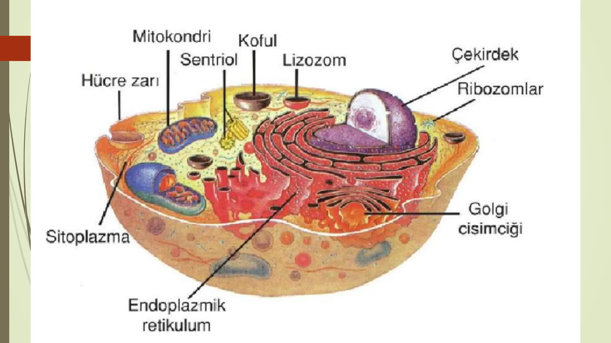 Hücre organellerinin Yapıları ve Görevleri.ppsx