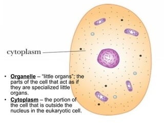 Organelles | PPT