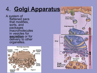 Organelles | PPT