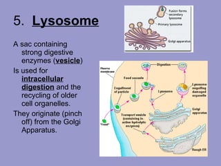 Organelles | PPT