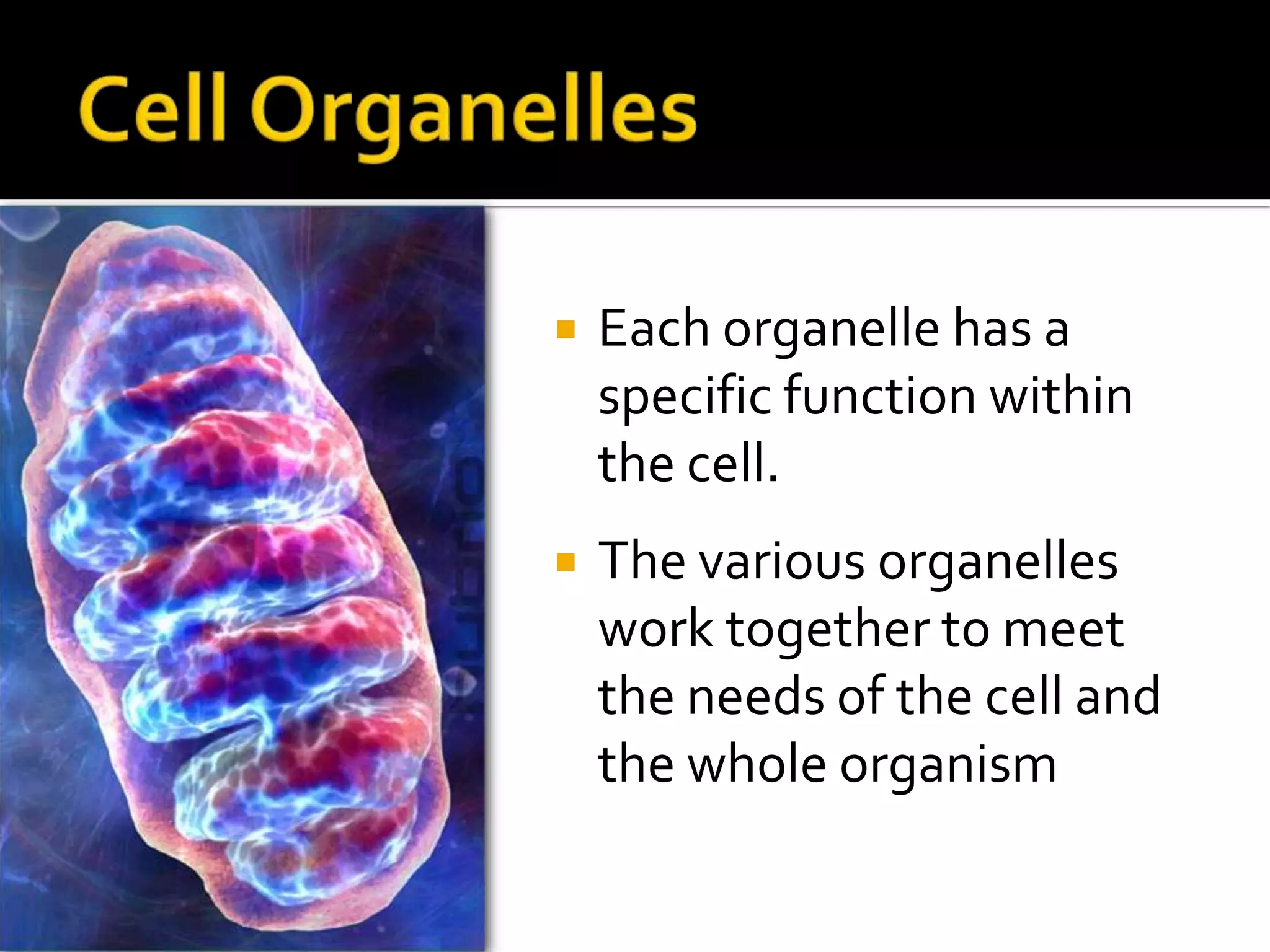 Organelles | PPTX