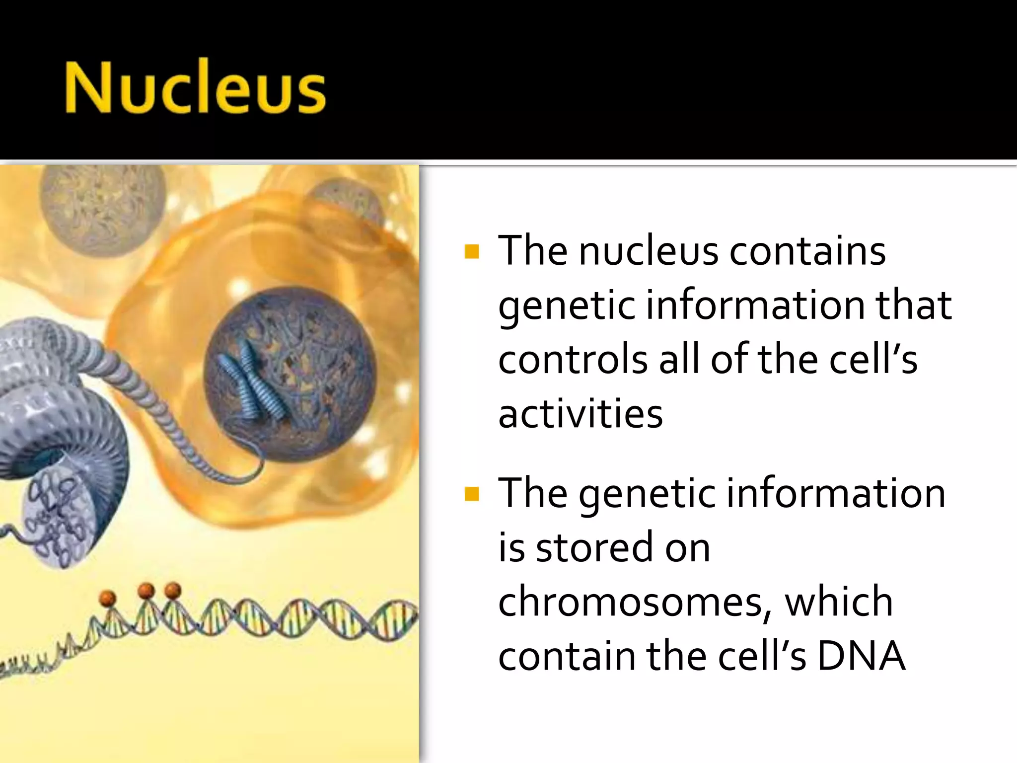 Organelles | PPTX