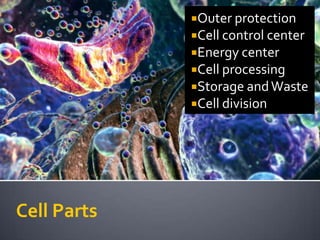 Organelles | PPT
