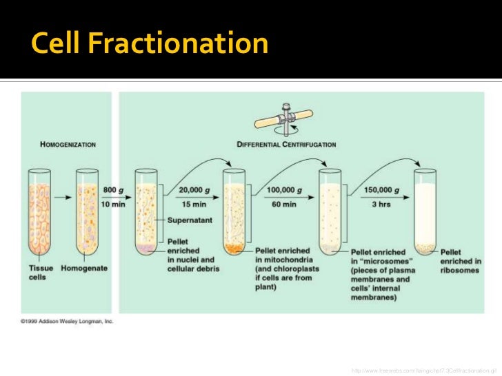 Organelles