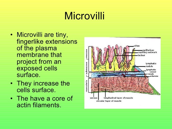 Organelles and cytoplasm pp