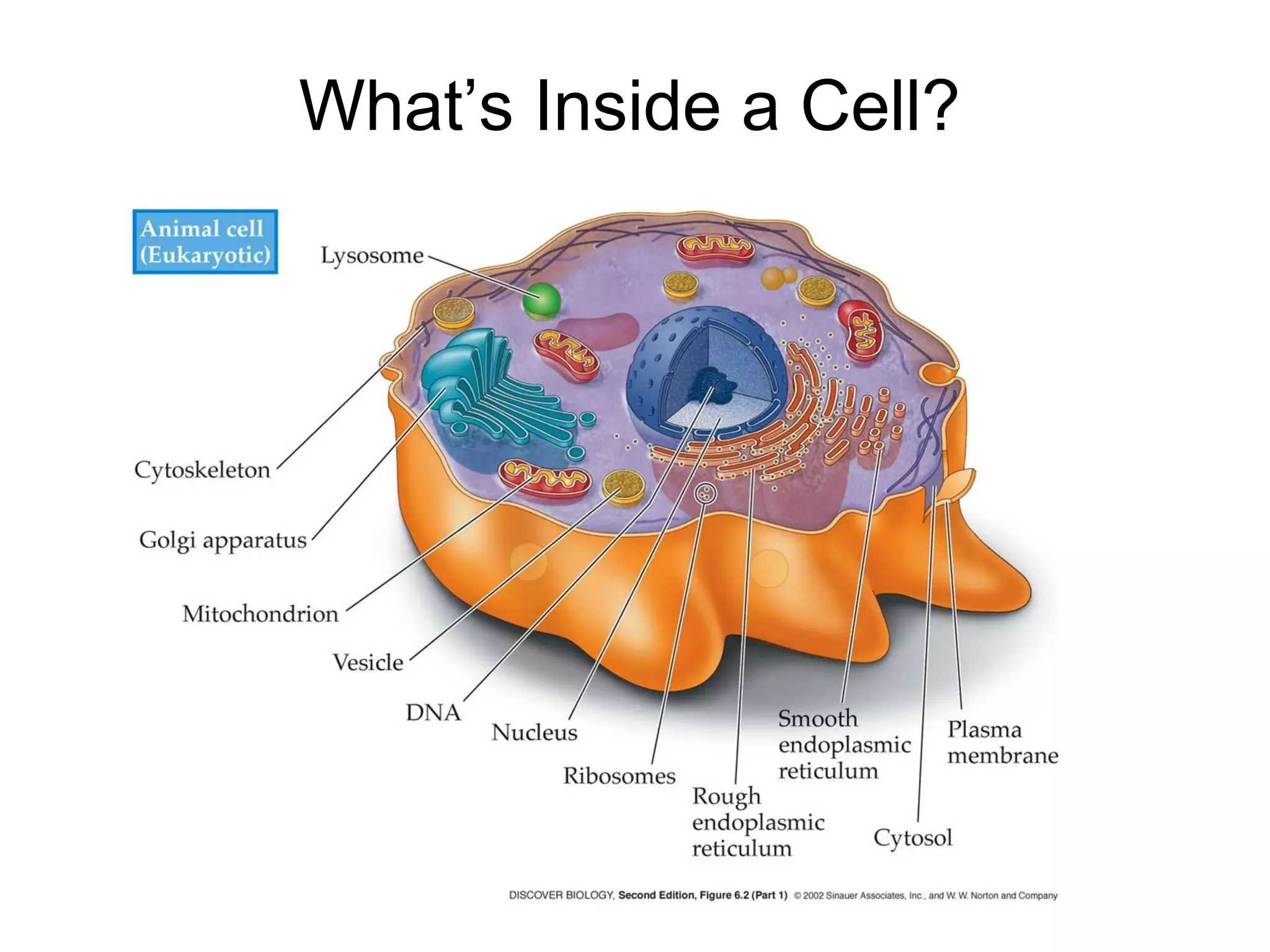 Organelles in an Animal Cell | PPT