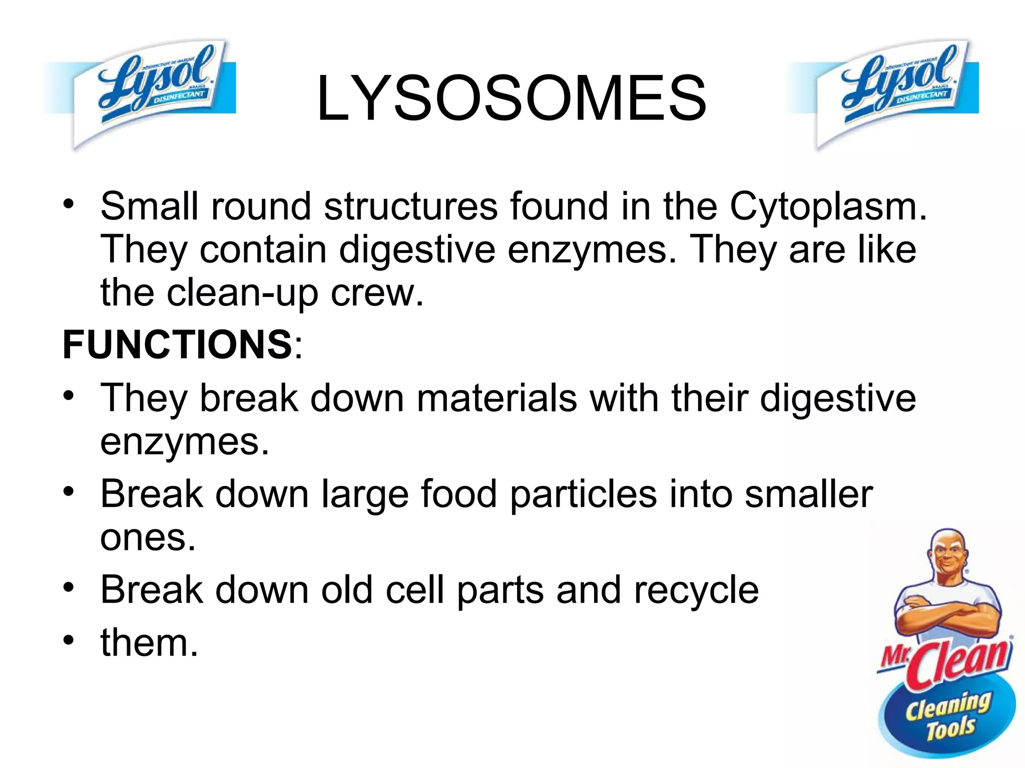 Organelles in an Animal Cell | PPT