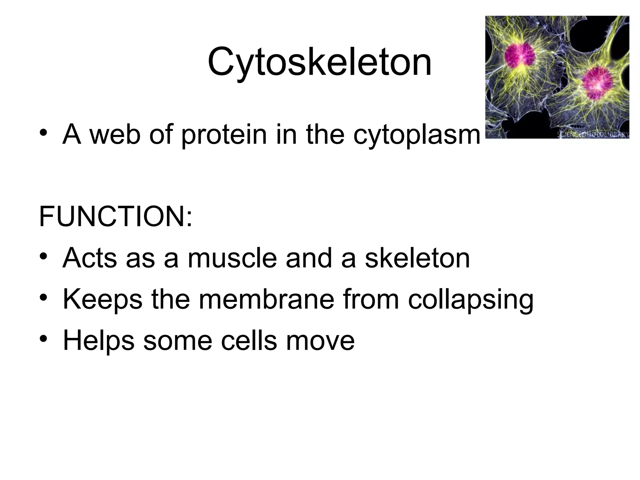 Organelles in an Animal Cell | PPT