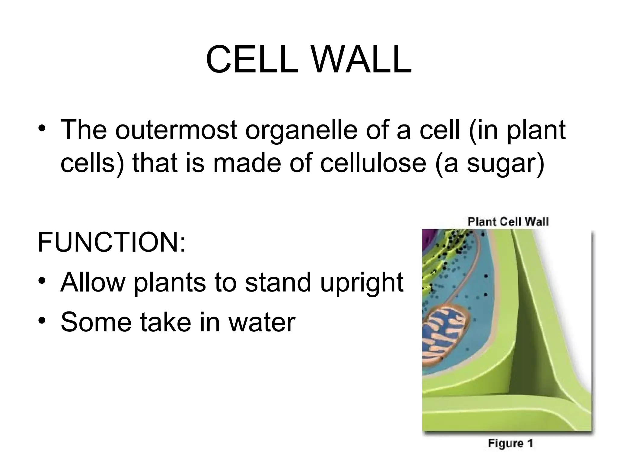 Organelles in an Animal Cell | PPT