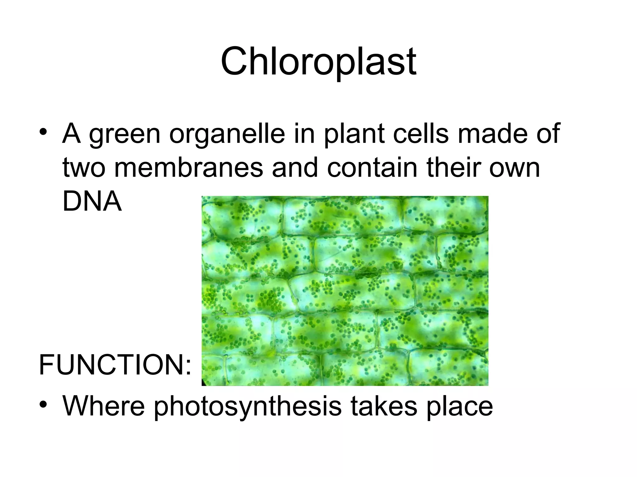 Organelles in an Animal Cell | PPT