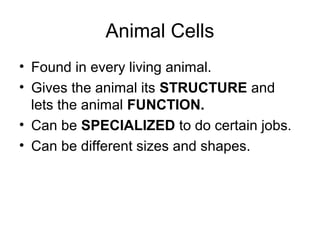 Organelles in an Animal Cell | PPT