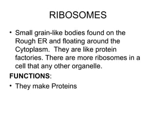 Organelles in an Animal Cell | PPT
