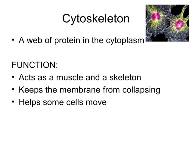 Organelles in an Animal Cell | PPT