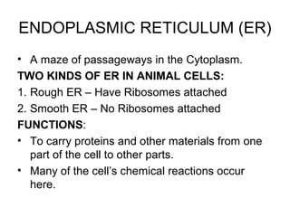 Organelles in an Animal Cell | PPT
