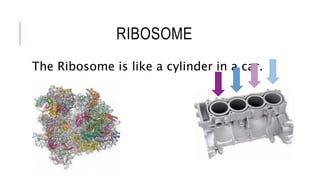 Organelles of a cell | PPTX